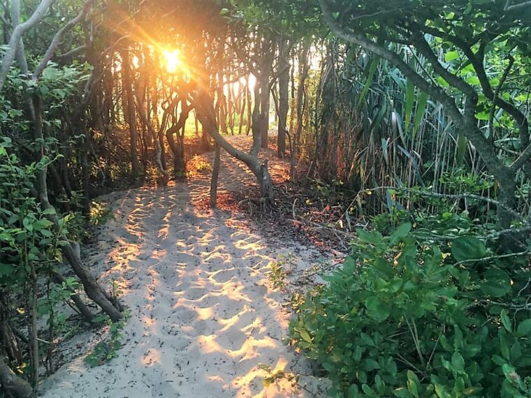 Escape to Fire Island Pines - Calendar - AIA New York / Center for ...